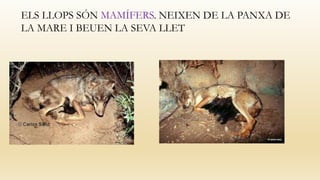 Els llops | PPTX | Dogs | Pets