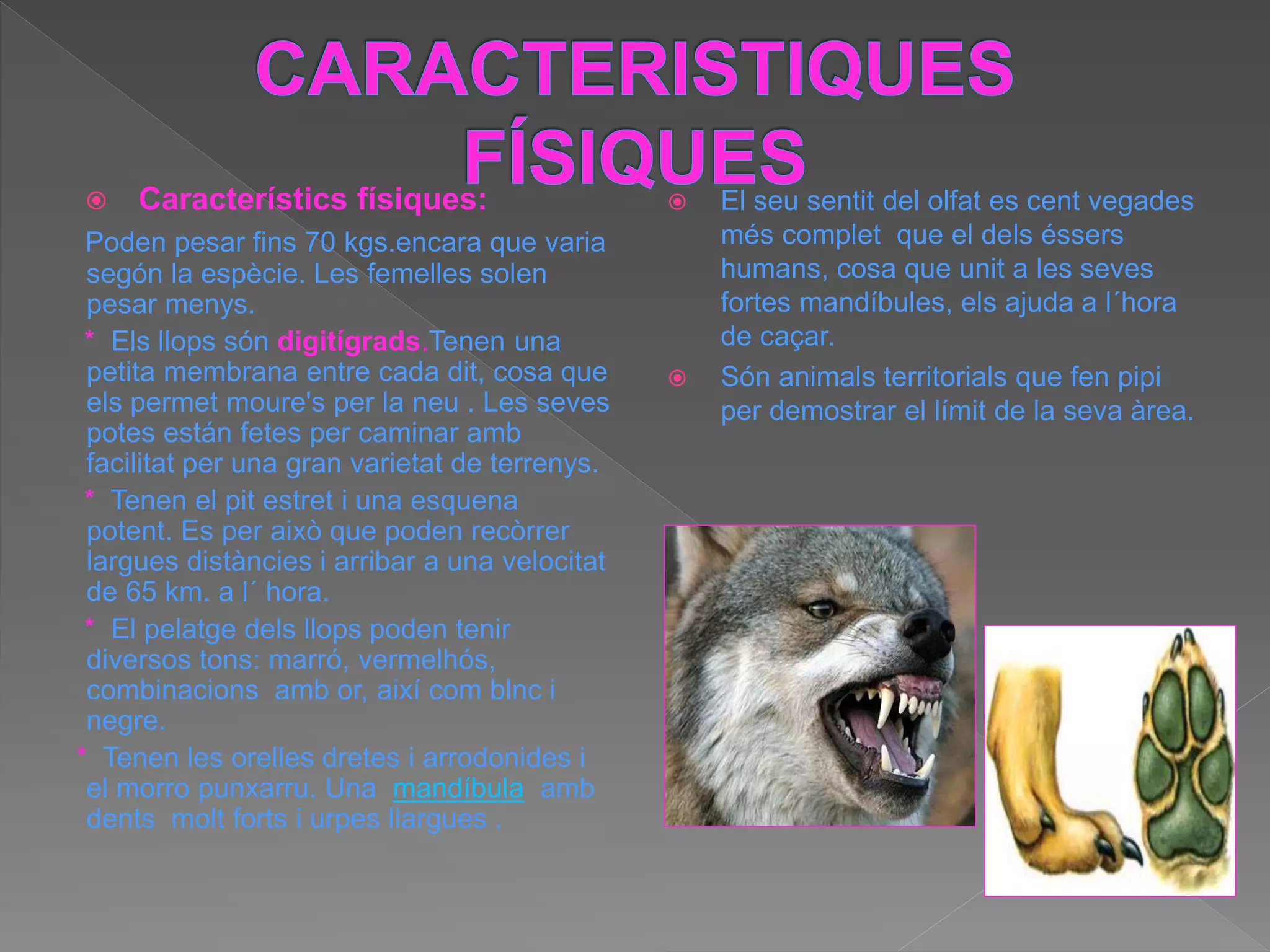 Els llops | PPTX
