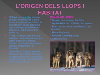 Els llops | PPTX