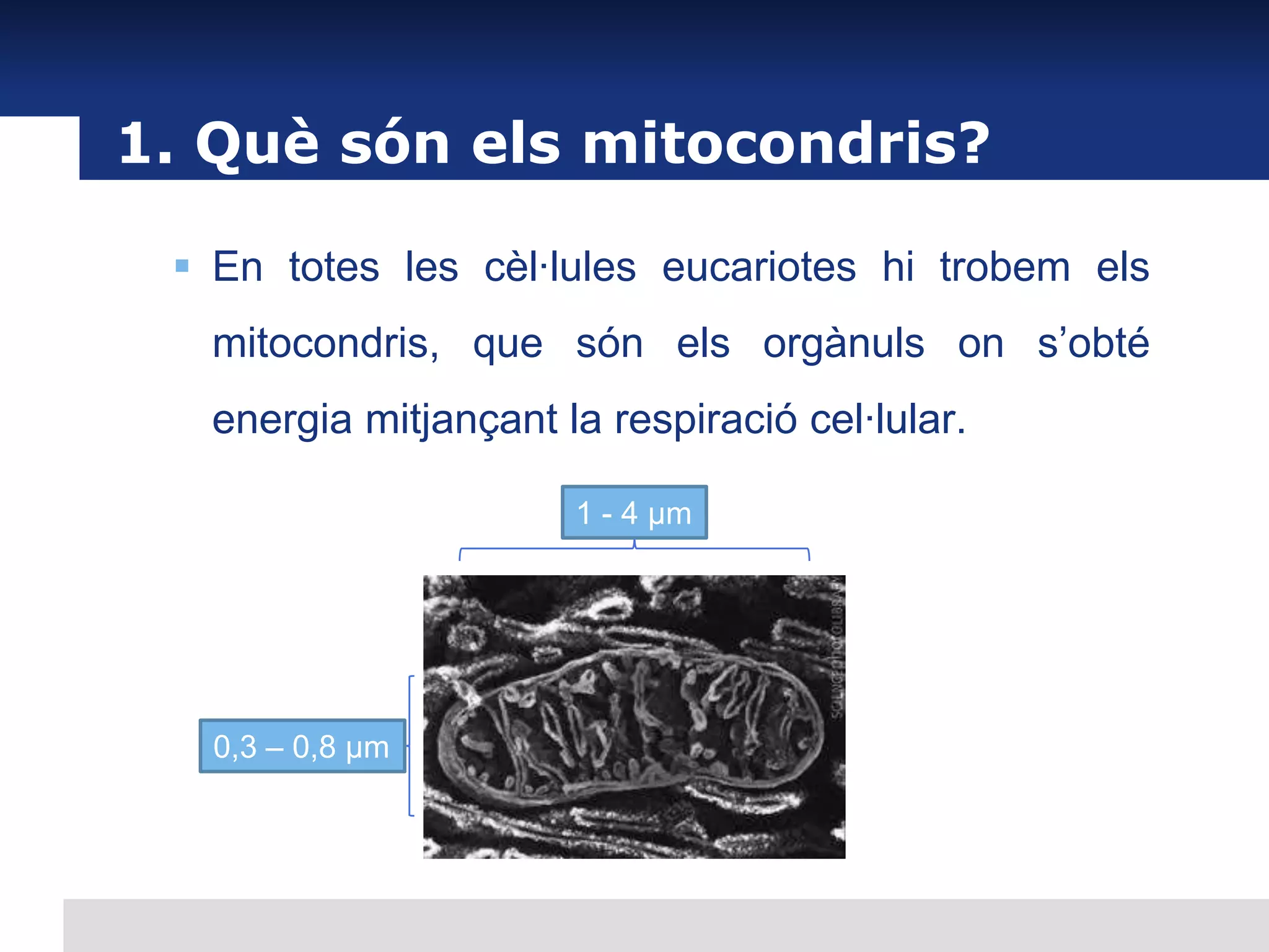 Els mitocondris | PPT
