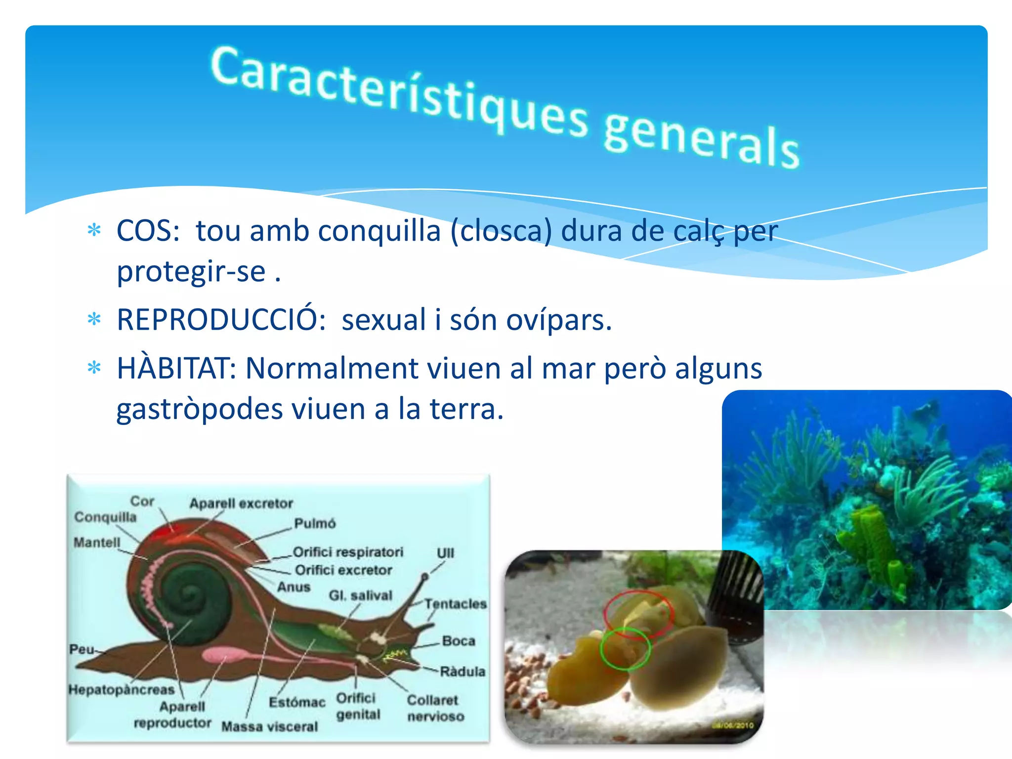 Mol·luscs 5è B | PPT