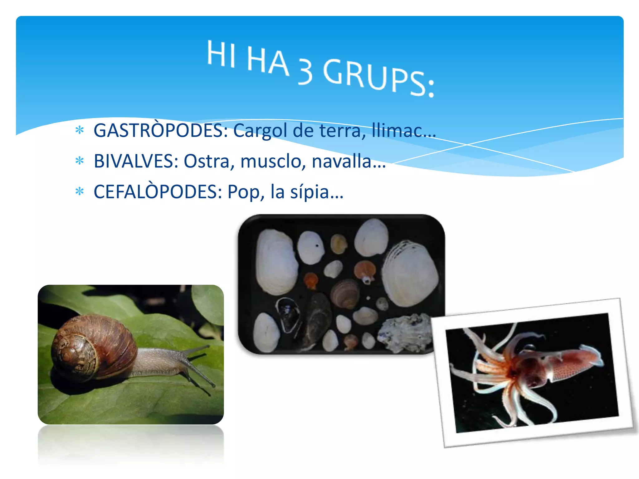 Mol·luscs 5è B | PPT