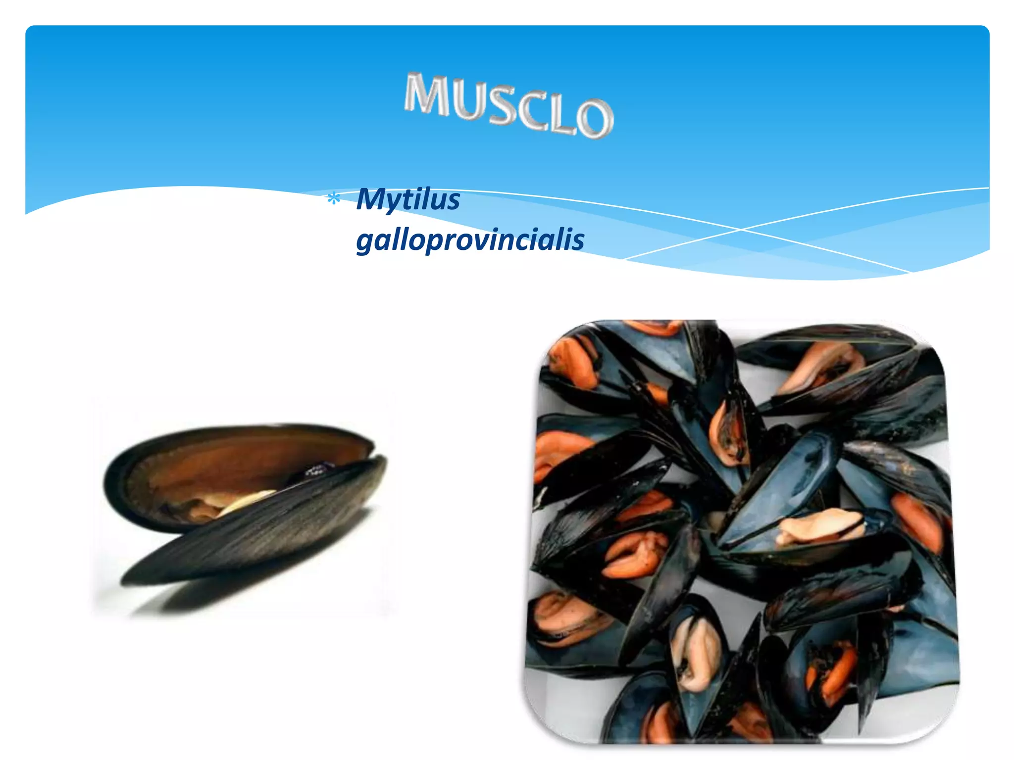 Mol·luscs 5è B | PPT