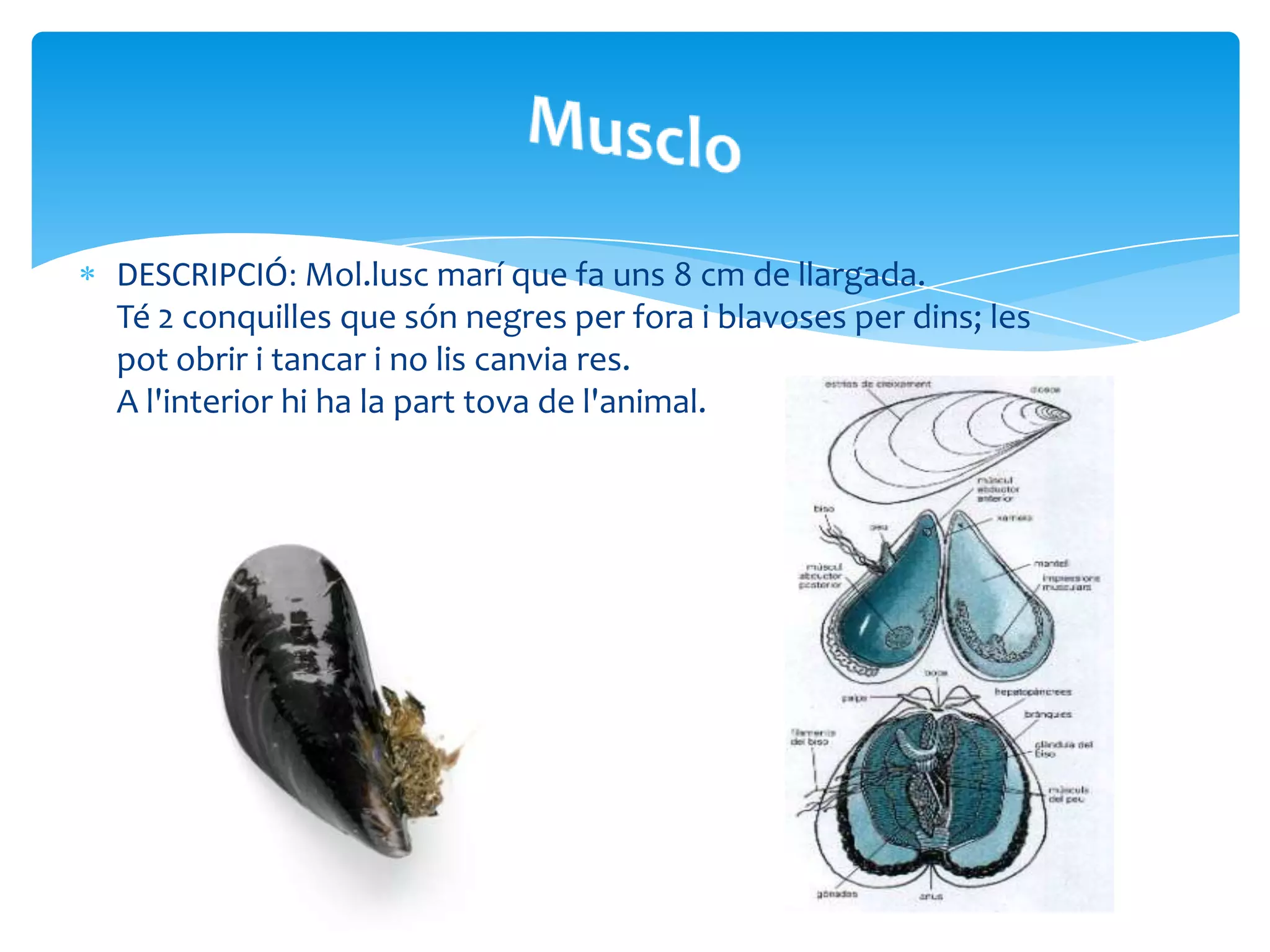 Mol·luscs 5è B | PPT