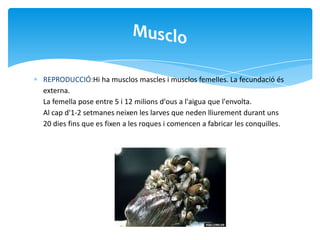 Mol·luscs 5è B | PPT