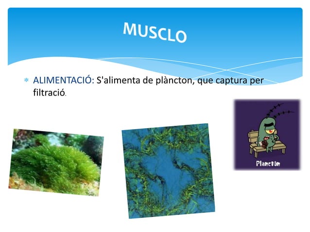 Mol·luscs 5è B | PPT