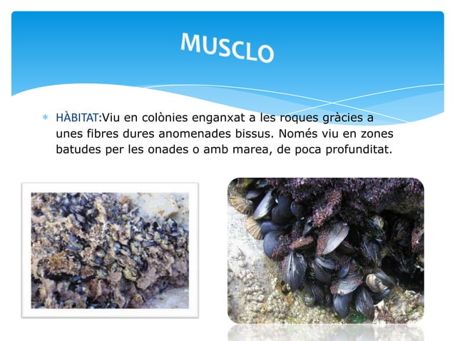 Mol·luscs 5è B | PPT