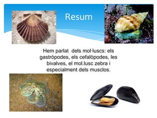 Mol·luscs 5è B | PPT