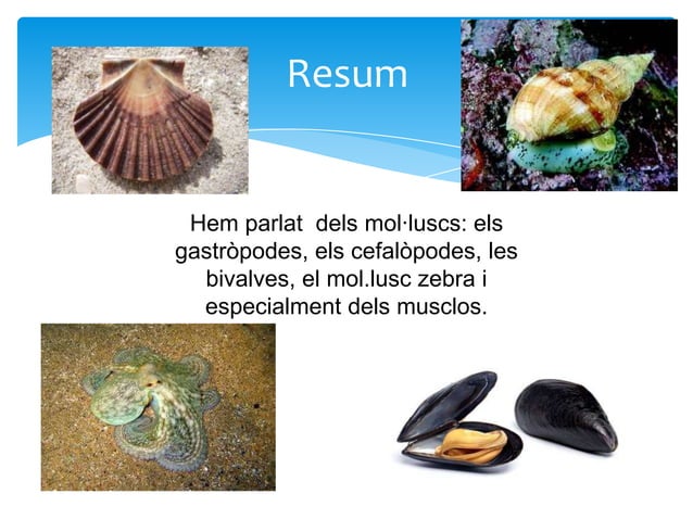 Mol·luscs 5è B | PPT