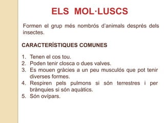 Els moluscs | PPTX