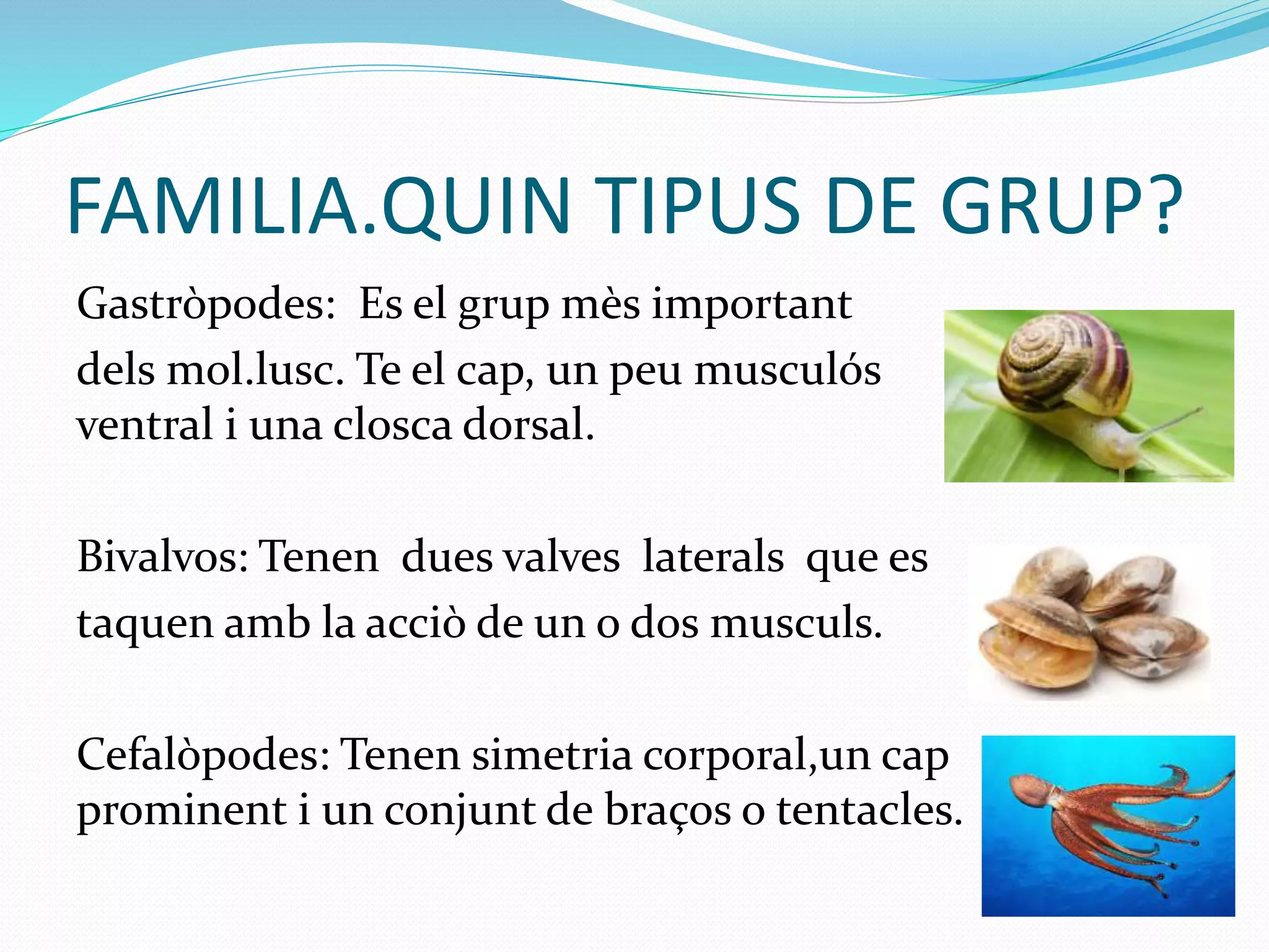 Els mol.luscs 1 | PPTX