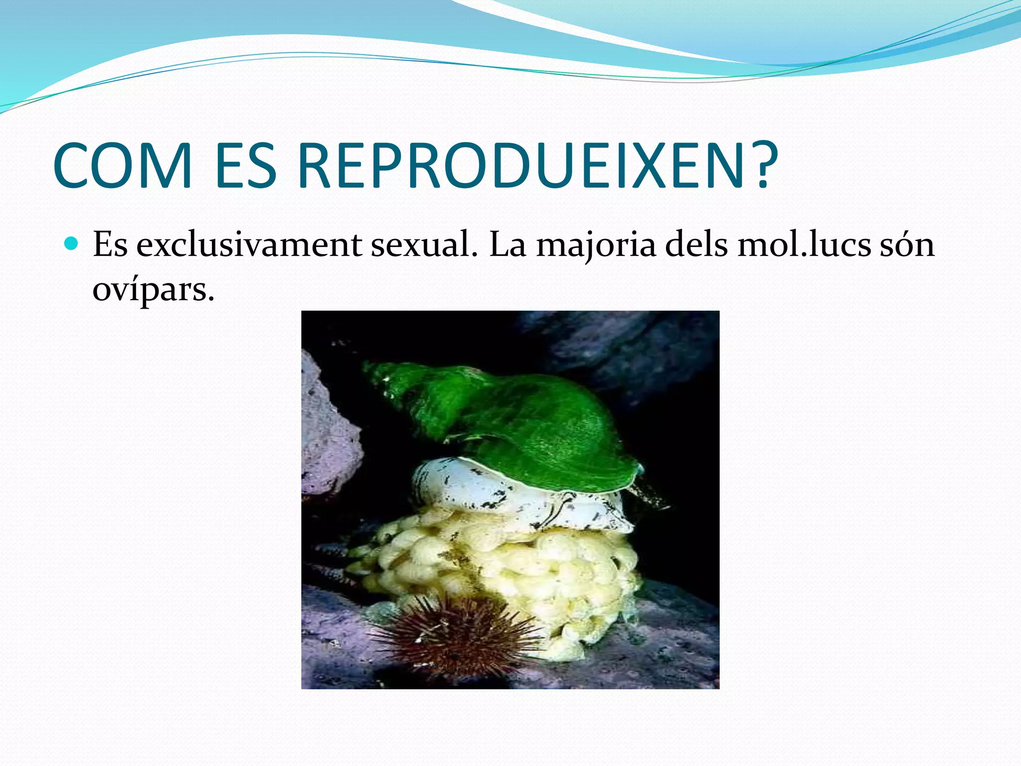 Els mol.luscs 1 | PPTX
