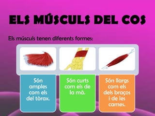 Els músculs. CP Son Ferriol. 6è | PPTX