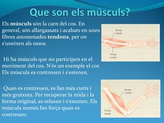 Els músculs | PPT