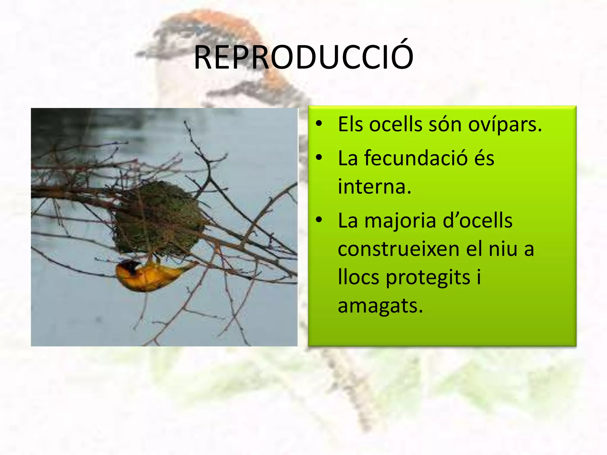 Els ocells ♥ | PPTX