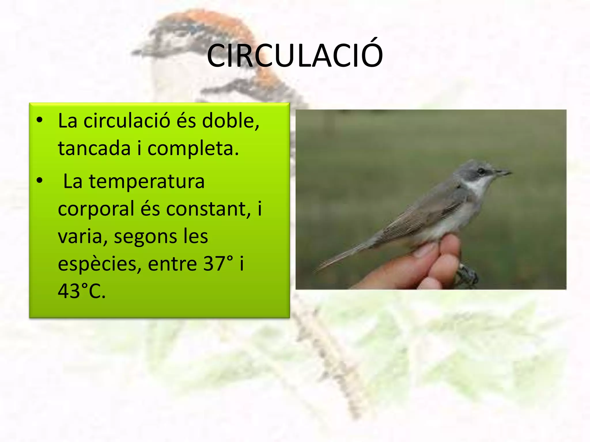 Els ocells ♥ | PPTX