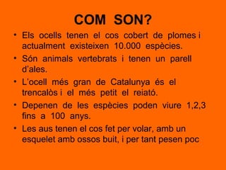 Els ocells | PPT