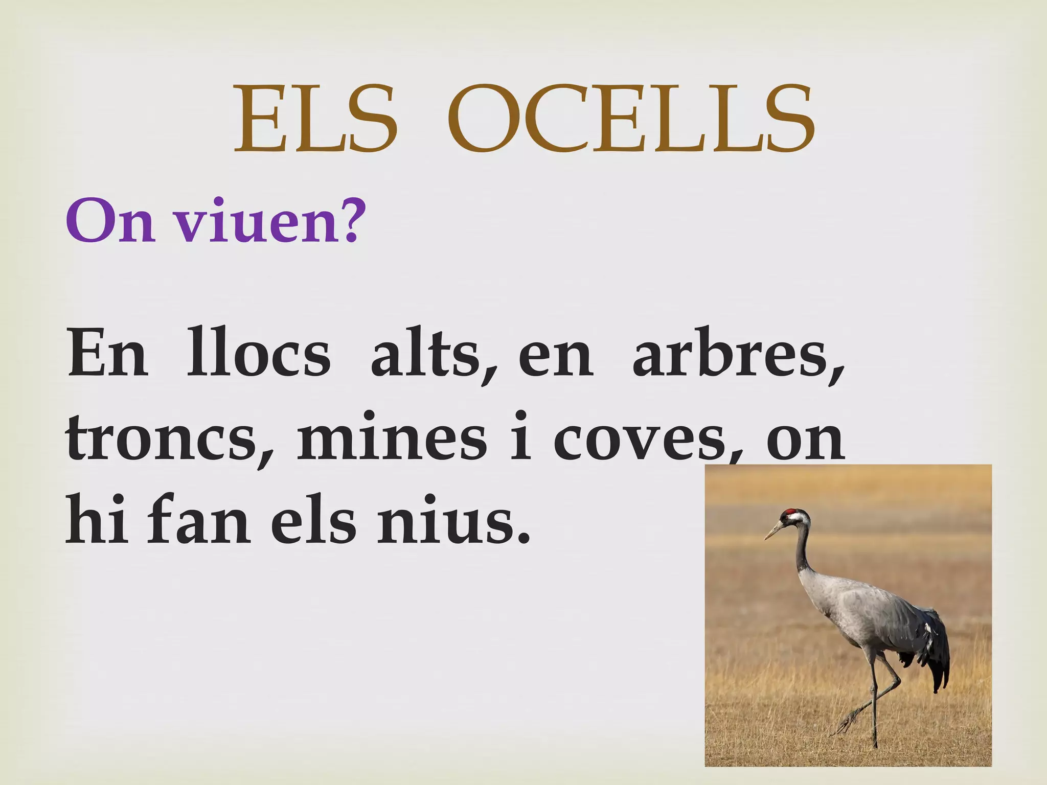Els ocells | PPT