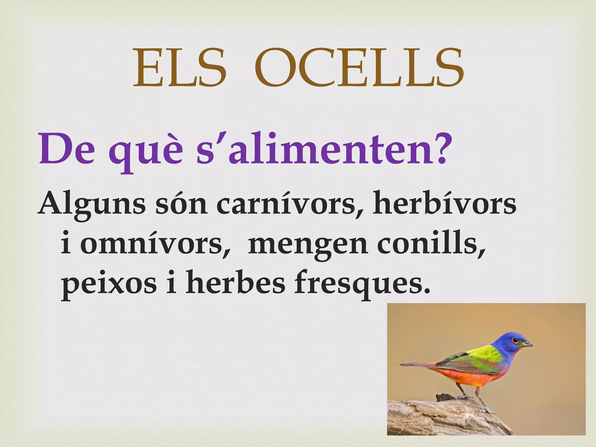 Els ocells | PPT