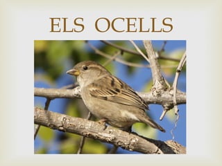 Els ocells | PPT