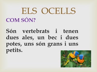 Els ocells | PPT