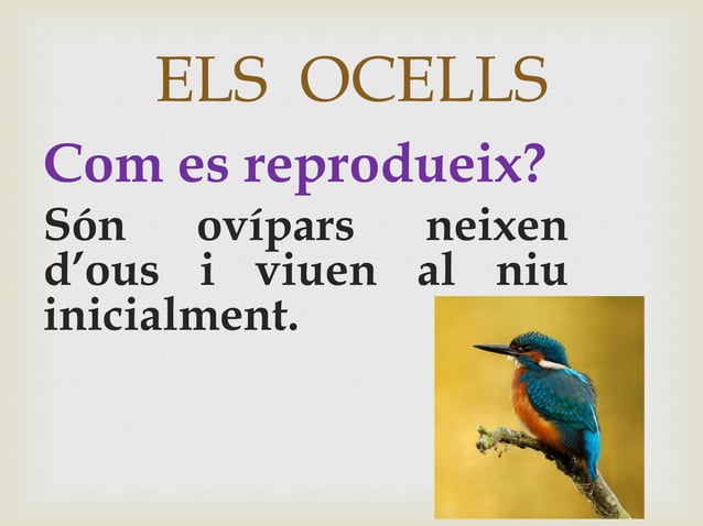 Els ocells | PPT