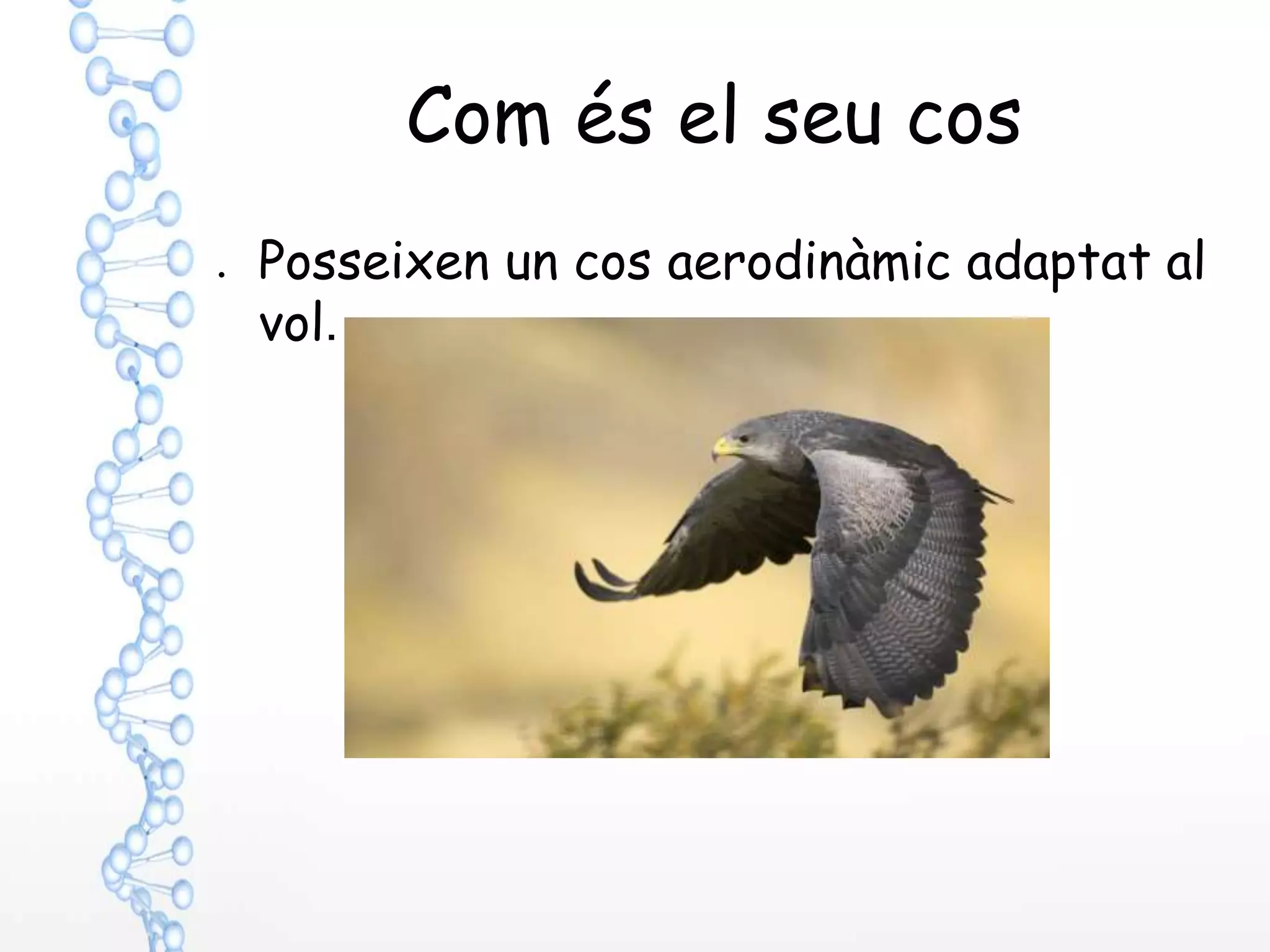 Els ocells | PPT