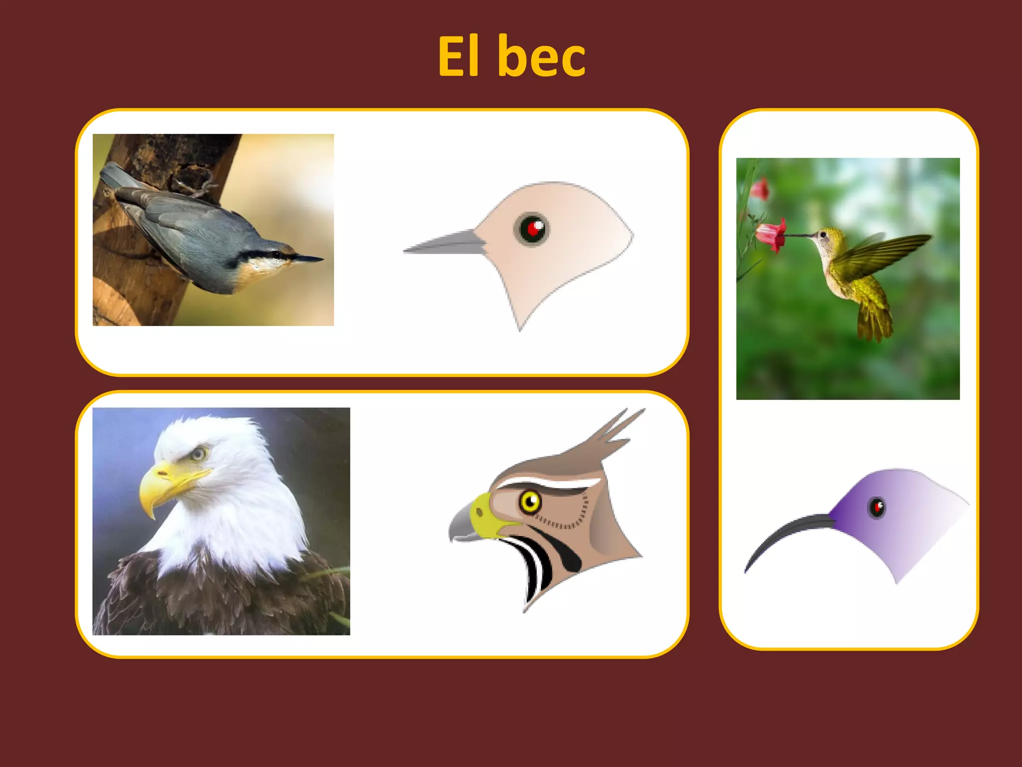 Els ocells ppt | PDF