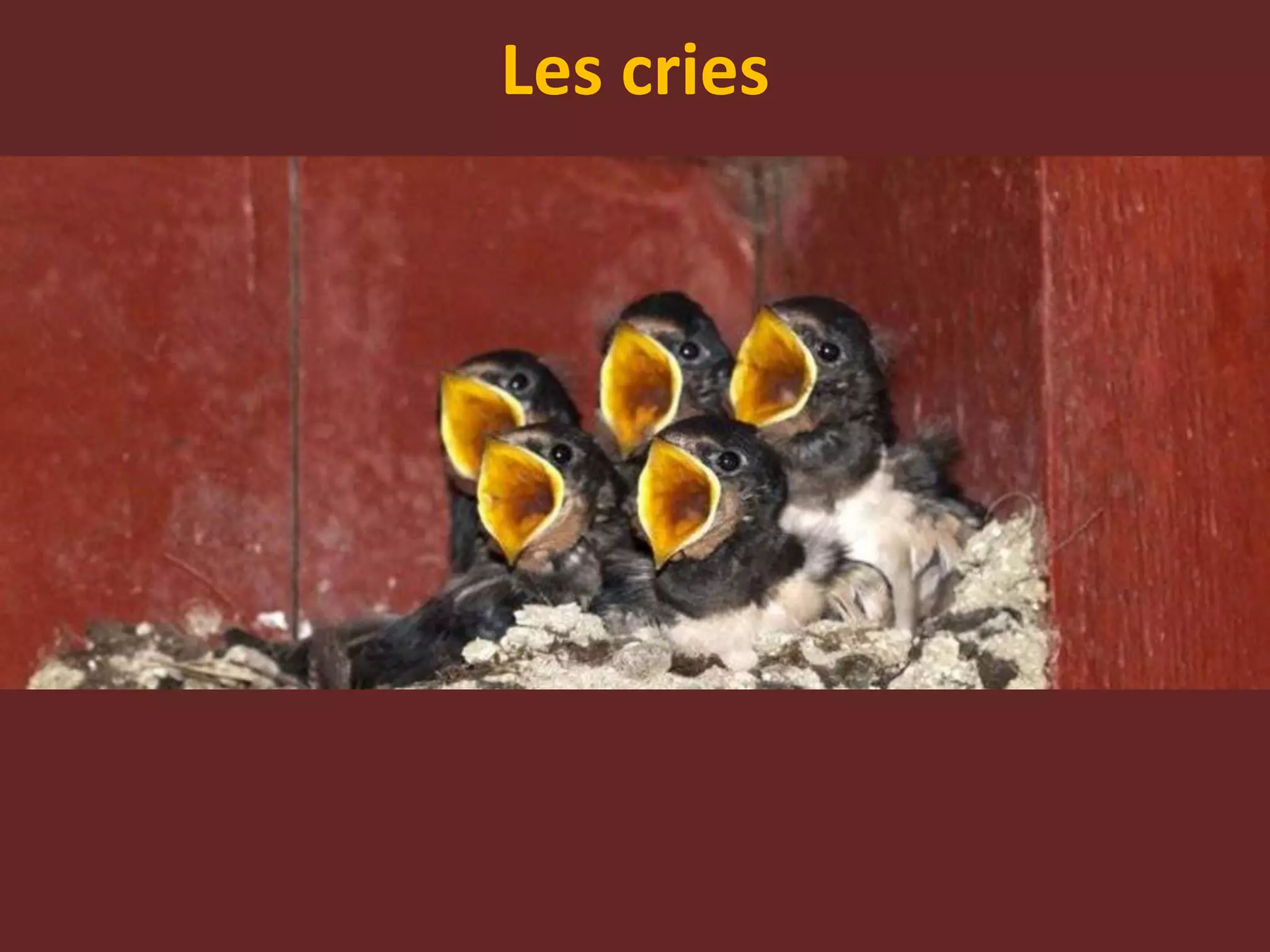 Els ocells ppt | PDF