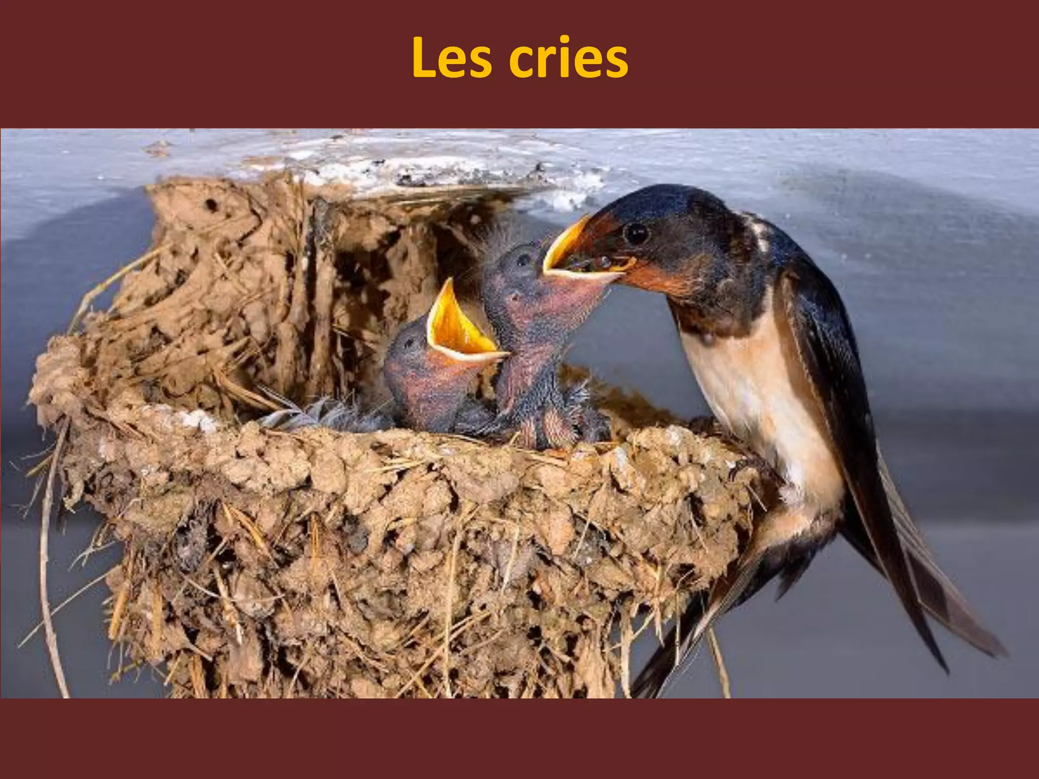 Els ocells ppt | PDF