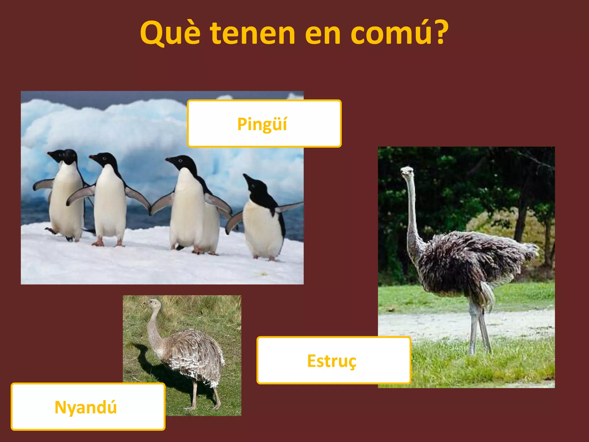 Els ocells ppt | PDF