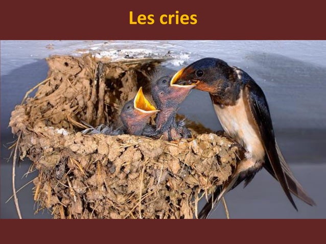 Els ocells ppt | PDF