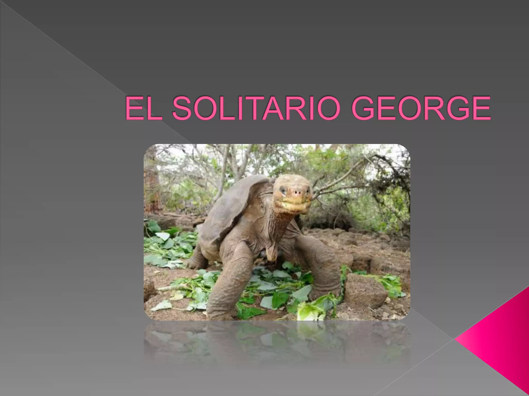 El solitario george | PPTX
