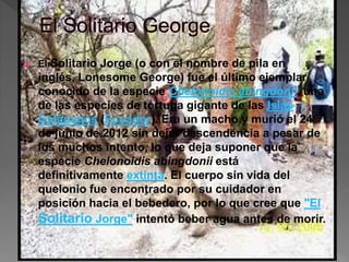 El solitario george | PPTX