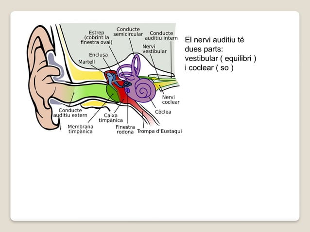 ELS_ORGANS_DELS_SENTITS_ 3ESO- BioGeo.pptx.ppt.pptx