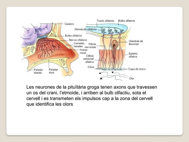 ELS_ORGANS_DELS_SENTITS_ 3ESO- BioGeo.pptx.ppt.pptx