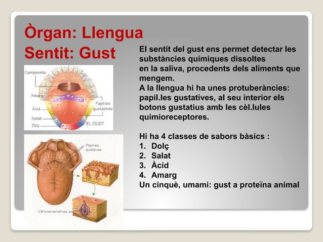 ELS_ORGANS_DELS_SENTITS_ 3ESO- BioGeo.pptx.ppt.pptx