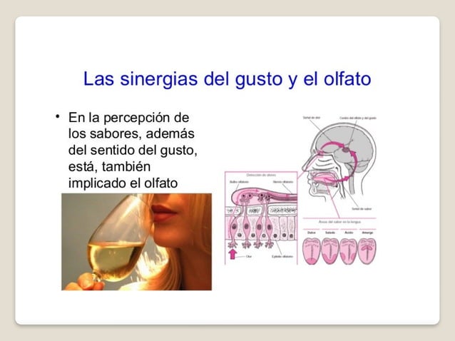 ELS_ORGANS_DELS_SENTITS_ 3ESO- BioGeo.pptx.ppt.pptx