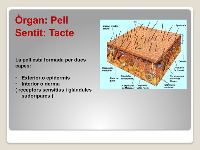 ELS_ORGANS_DELS_SENTITS_ 3ESO- BioGeo.pptx.ppt.pptx