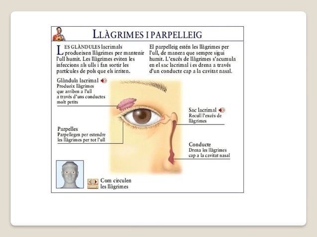 ELS_ORGANS_DELS_SENTITS_ 3ESO- BioGeo.pptx.ppt.pptx