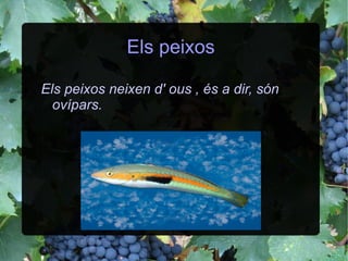 Els peixos | PPT