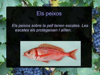 Els peixos | PPT