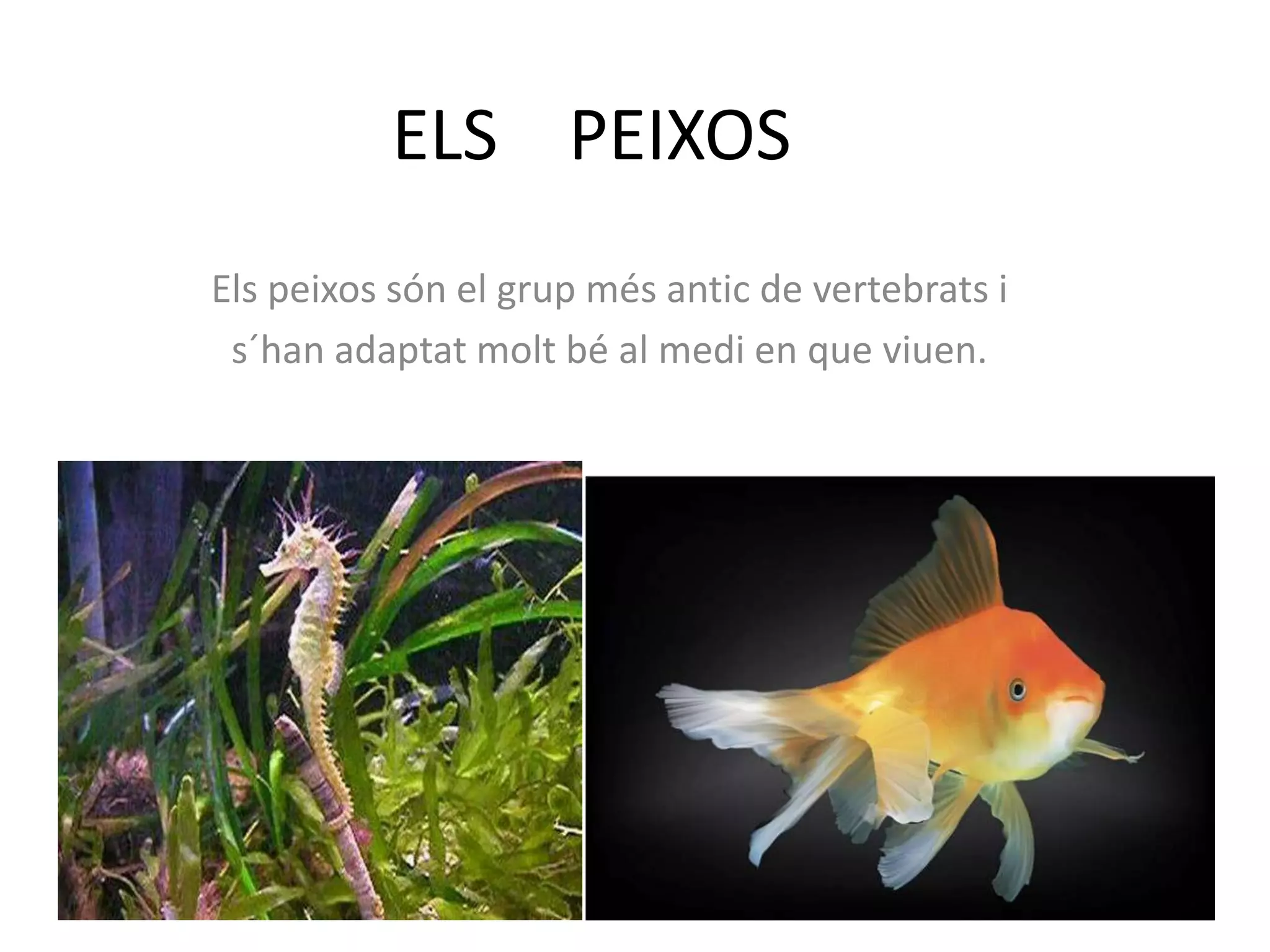 Els peixos | PPT