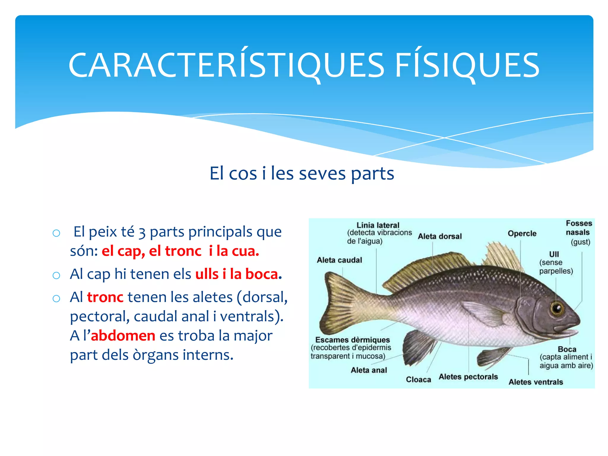 Els peixos!!!!!!!!!!!!!! | PPTX