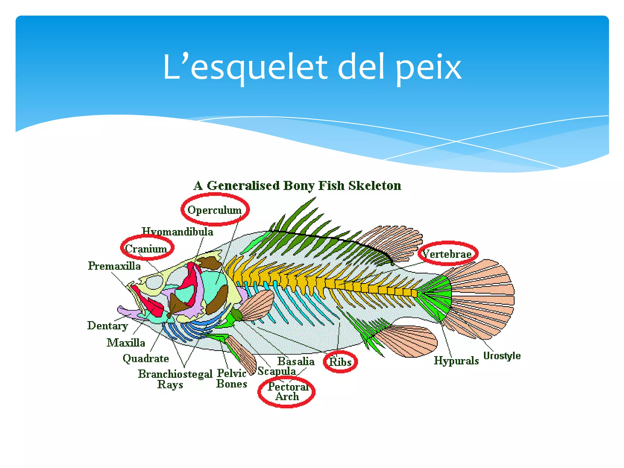 Els peixos!!!!!!!!!!!!!! | PPTX
