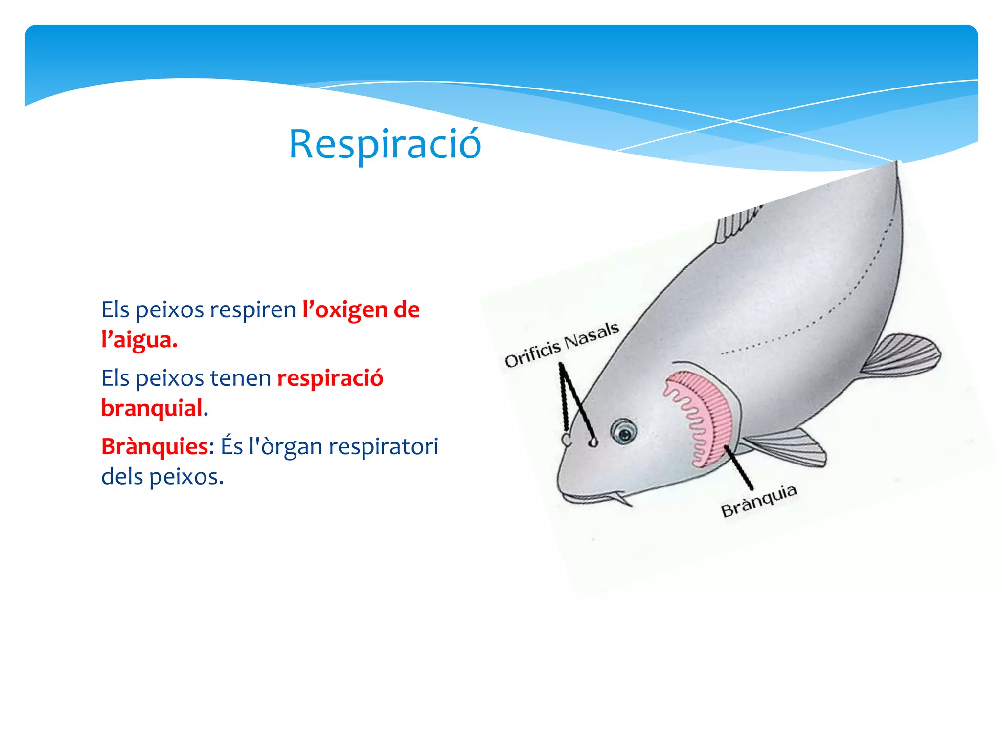 Els peixos!!!!!!!!!!!!!! | PPTX