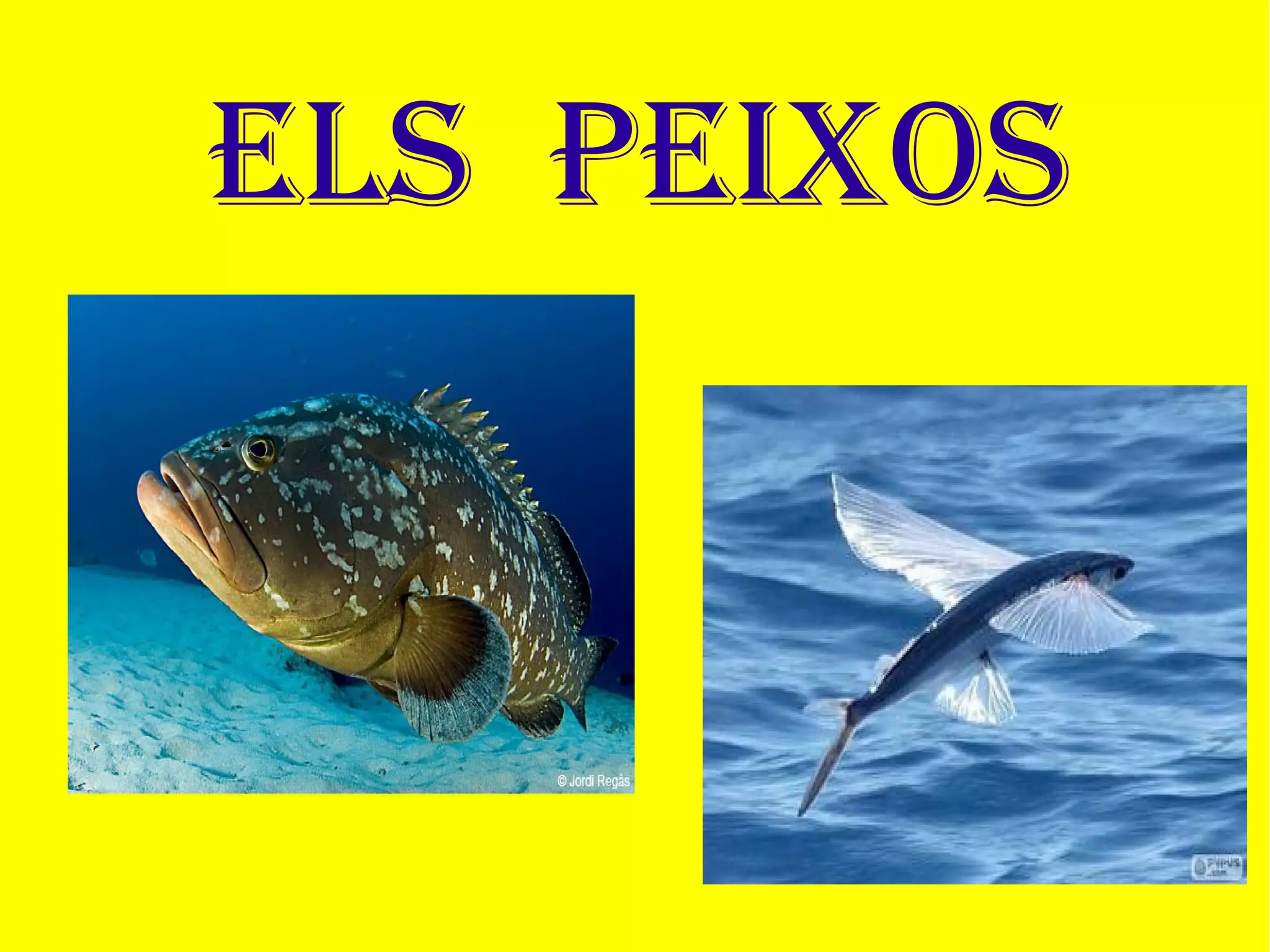Els peixos | ODP