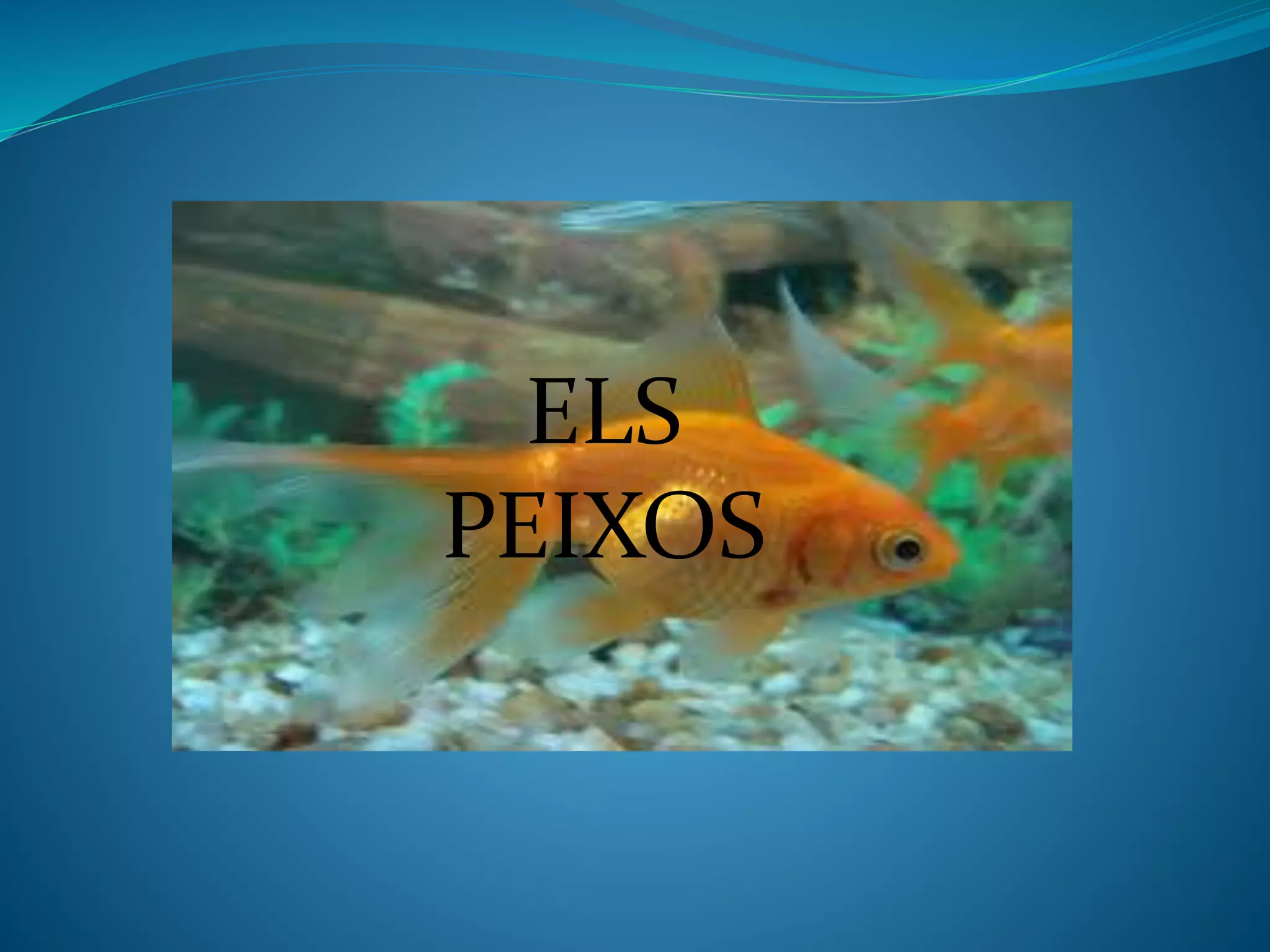 Els peixos | PDF