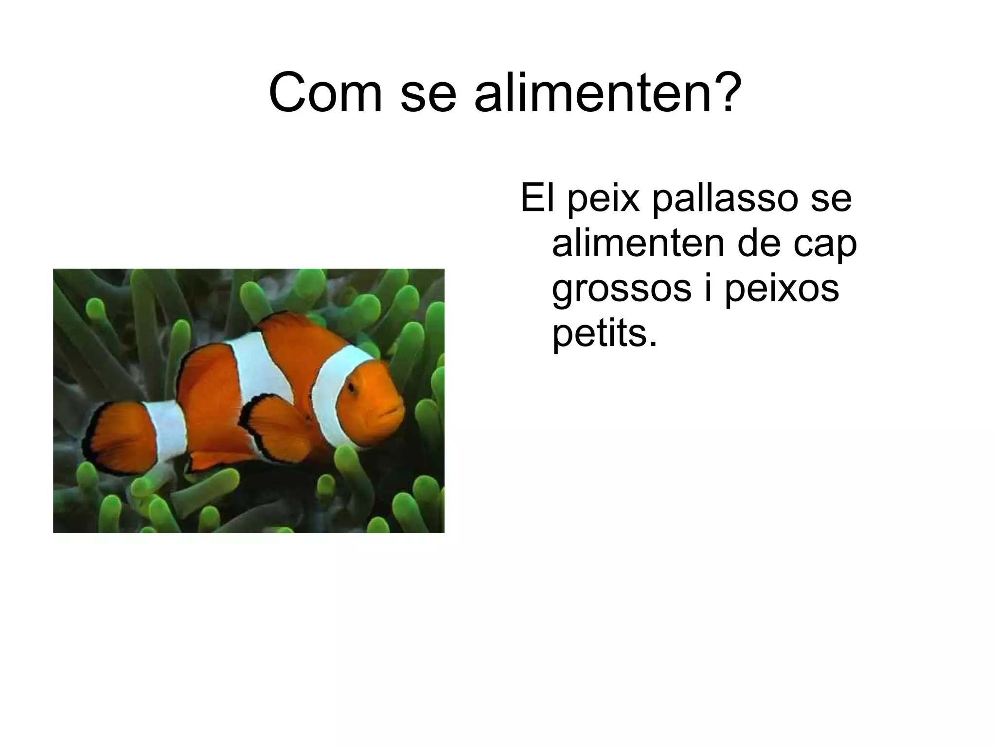 Els peixos pallasos | ODP