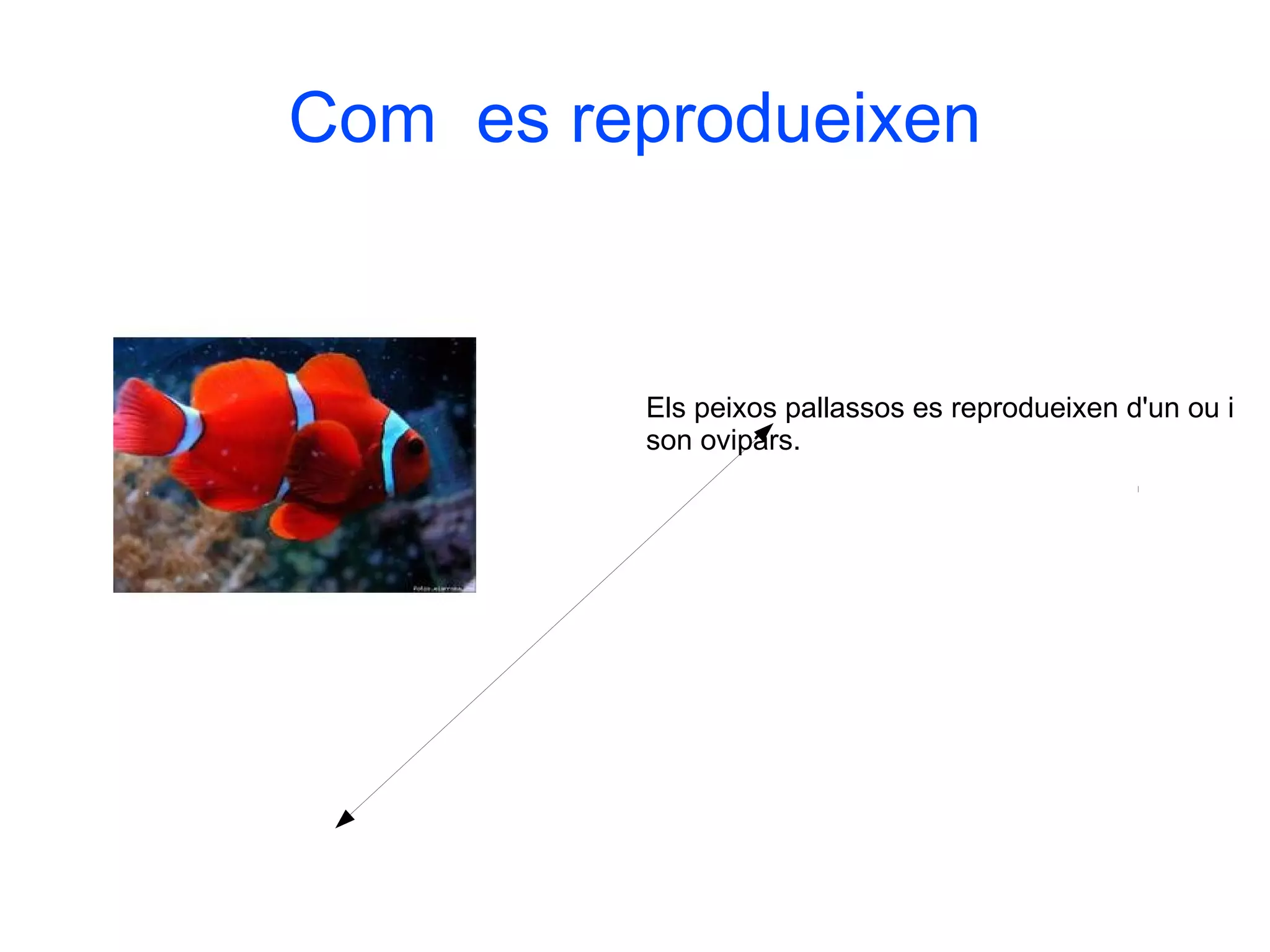 Els peixos pallasos | ODP